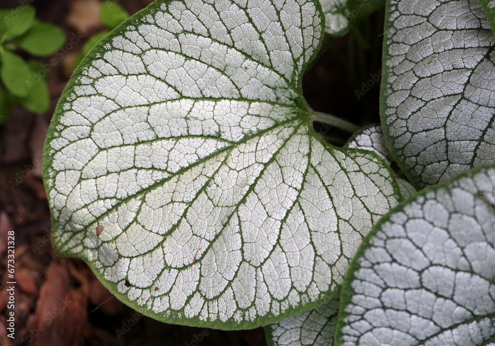 Heartleaf brunnera, Siberian bugloss, Brunnera macrophylla Jack Frost ...