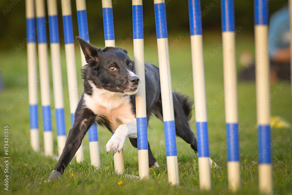 Dog is running slalom on his agility training on agility summer camp ...