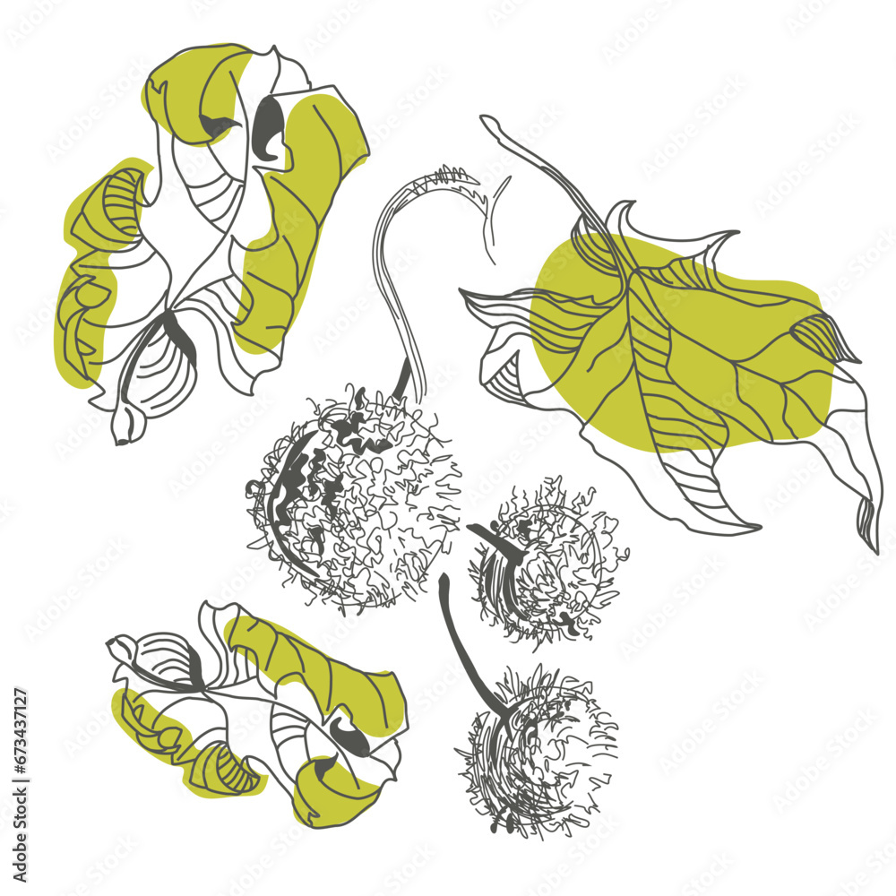 Sketching drawing of a western sycamore. Autumn fruits on a branch ...