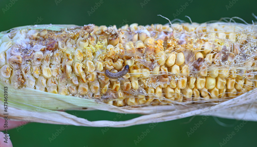 Maize, corn cob damaged by larva, caterpillar of European Corn Borer ...