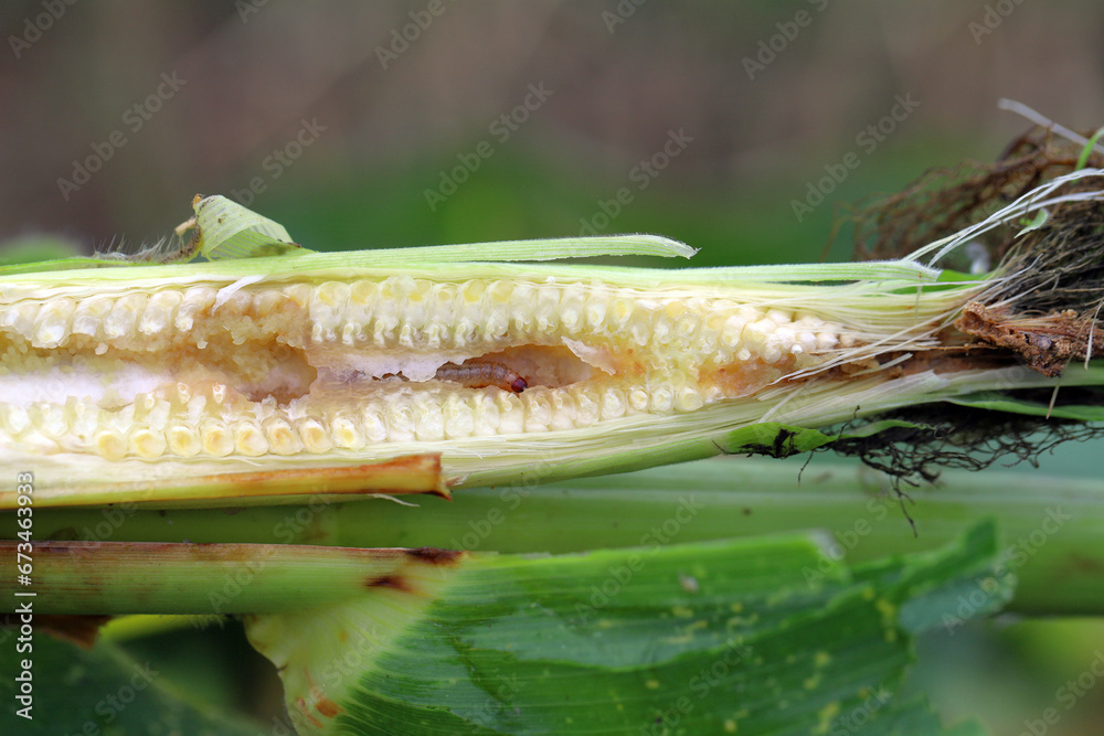 Maize, corn cob damaged by larva, caterpillar of European Corn Borer ...