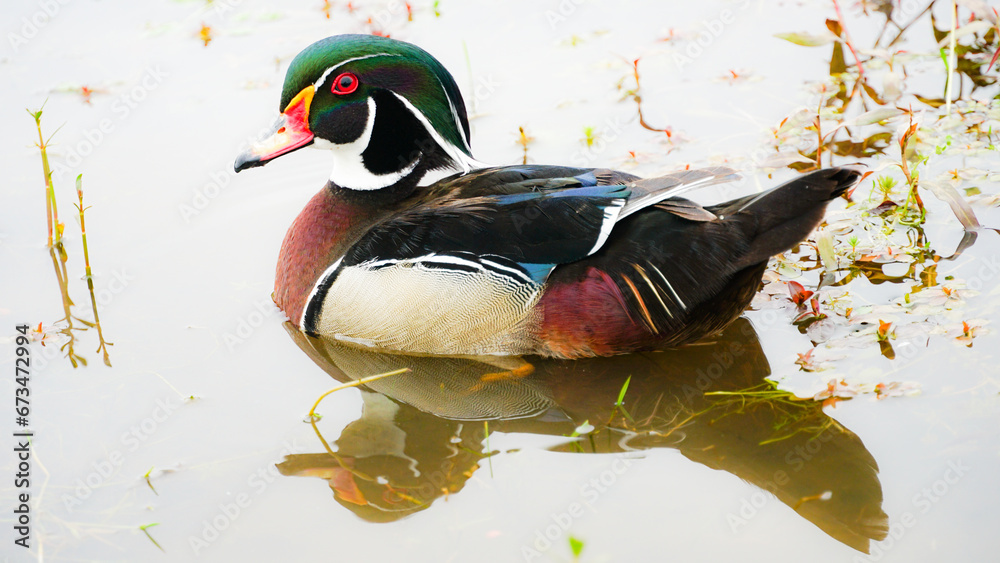 Pato-carolino, espécie de pato anatídeo. Natural da América do Norte ...