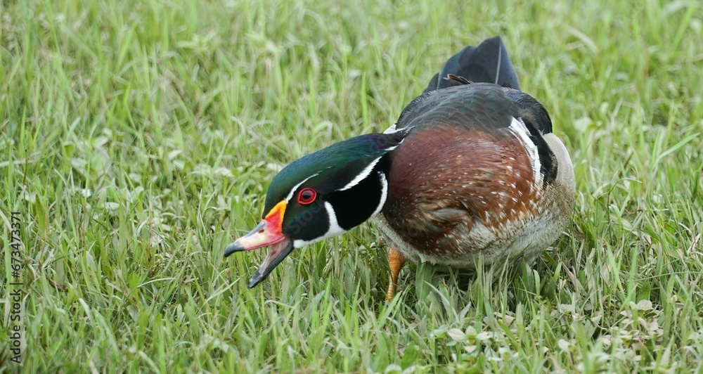 Pato-carolino, espécie de pato anatídeo. Natural da América do Norte ...