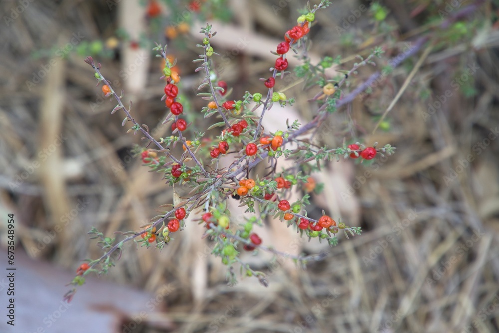 Enchylaena tomentosa, barrier saltbush, ruby saltbush, small perennial ...