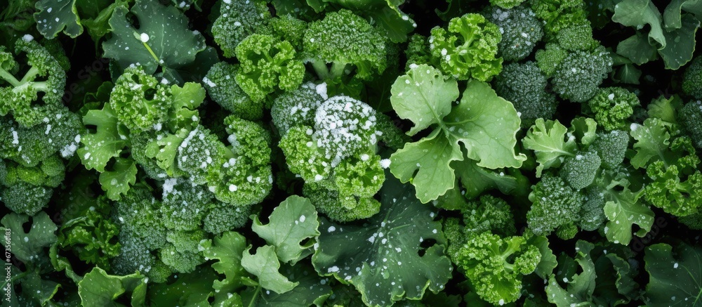 Organic broccoli grown in a raised garden bed near Dallas Texas America ...