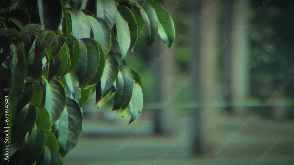 Tropical plants moving in the wind green background with leaves Stock ...