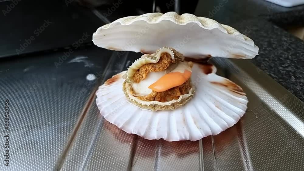Jumbo whole Bay scallop edible saltwater clam inside shell on aluminium ...