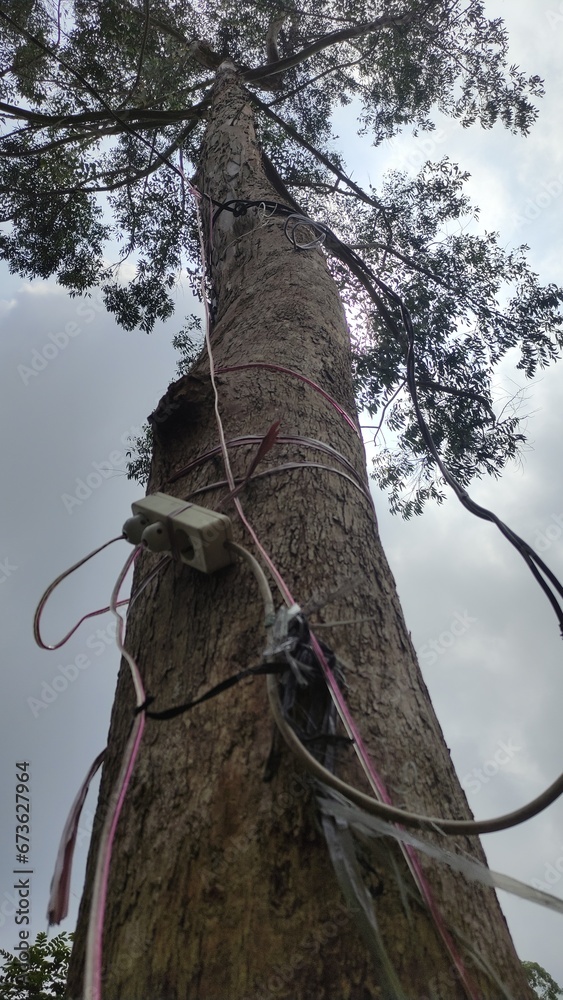 Majestic Old Tree with Massive Trunk and Abundant Foliage Amidst a ...