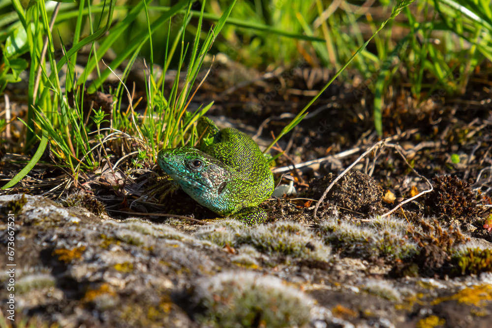European green lizard Lacerta viridis emerging from the grass exposing ...