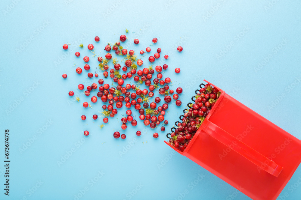 Red plastic picker and fresh cranberries with swamp moss on light blue ...