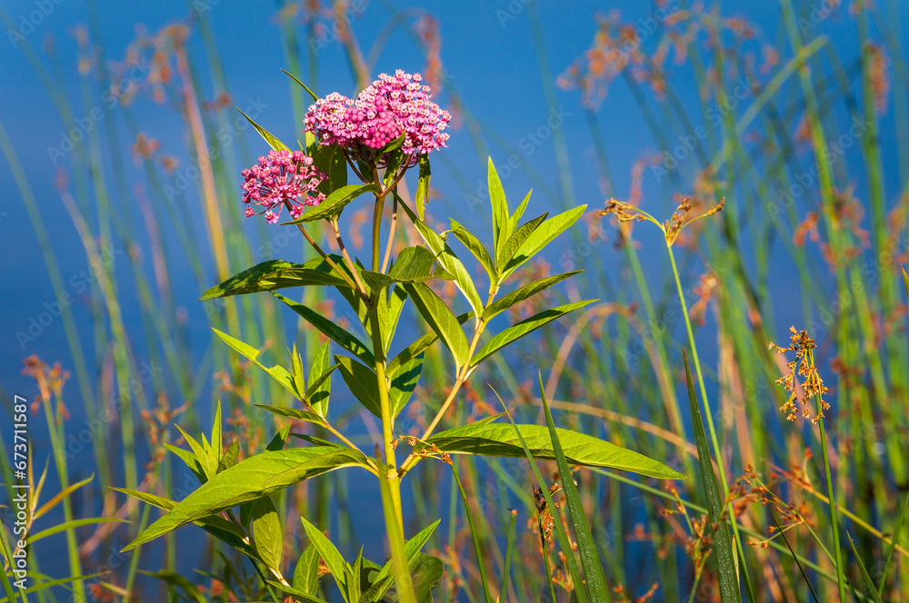 Quaker Lake at Allegany State Park in New York State Stock Photo ...