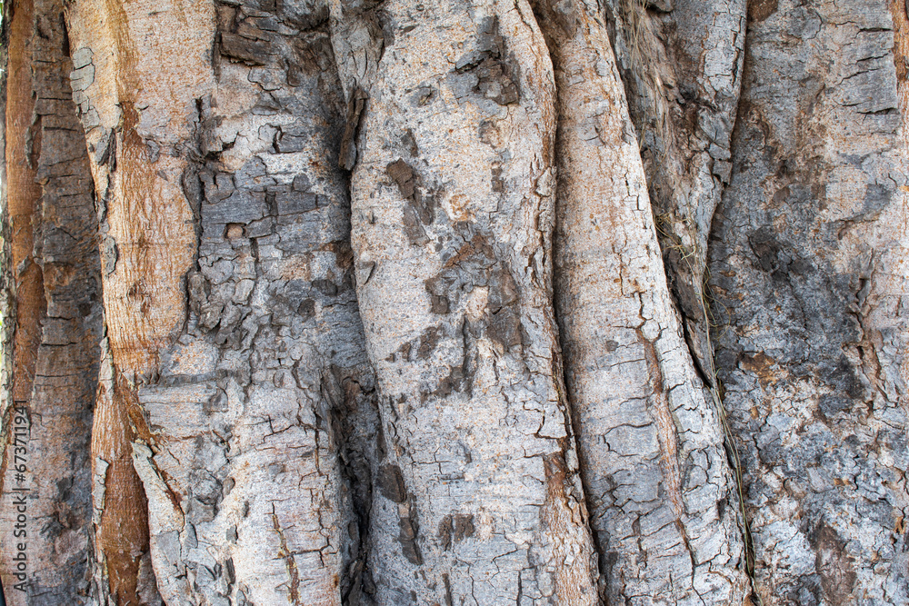 Beautiful texture and color of the bark on the trunk of an old ficus ...