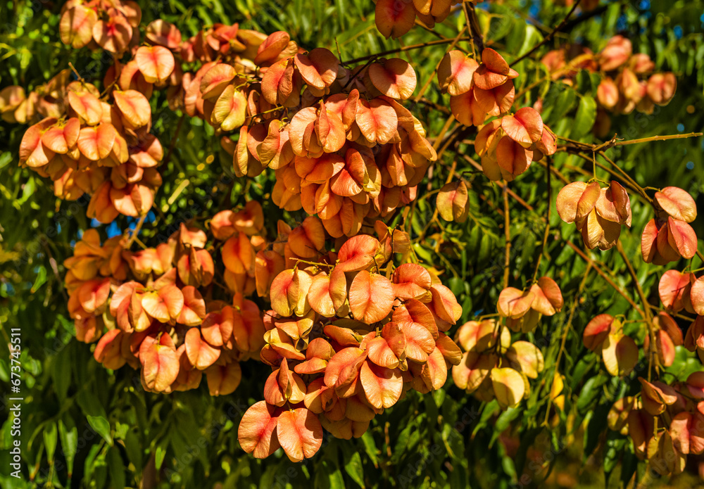 Koelreuteria bipinnata , also known as Chinese flame tree, Chinese ...