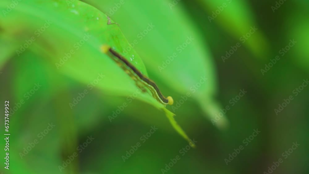 Video Stock Closeup shot of a caterpillar on a green leaf in the forest ...
