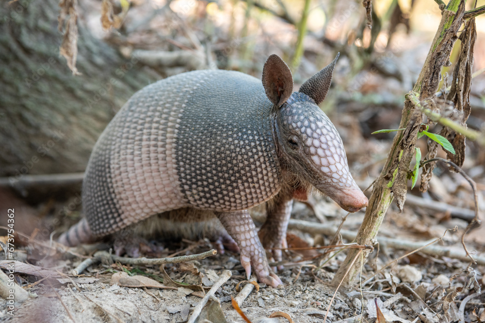 Nine-banded armadillo (Dasypus novemcinctus) in the United States. The ...