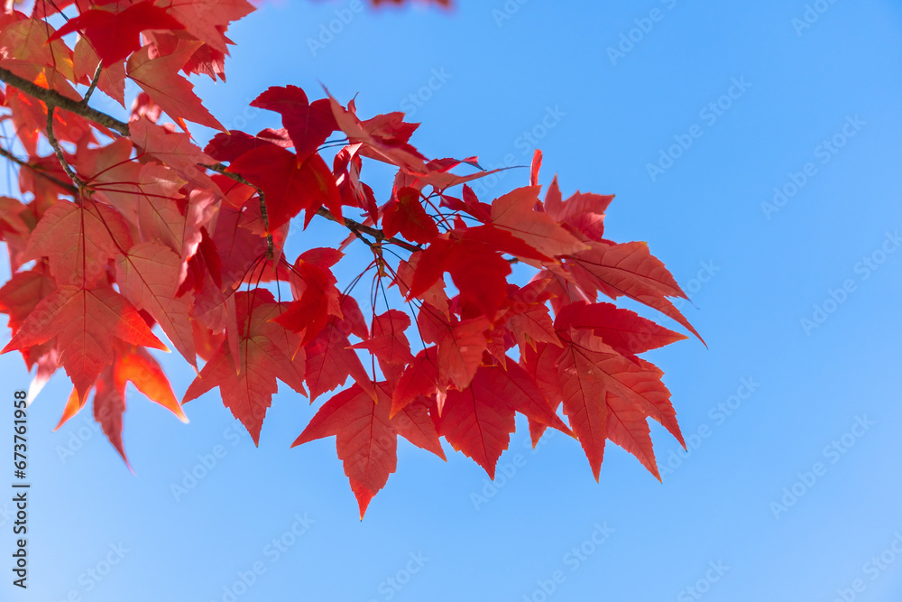 Autumn leaves of red color maple tree, fall season change blur background, view under tree ...