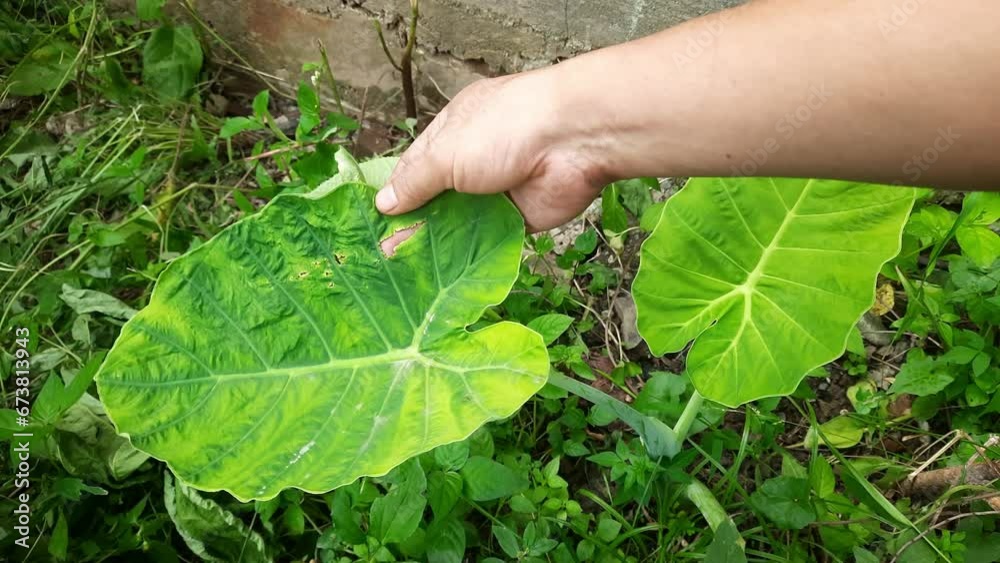 Taro leaves have holes. Someone showed that taro leaves were attacked ...