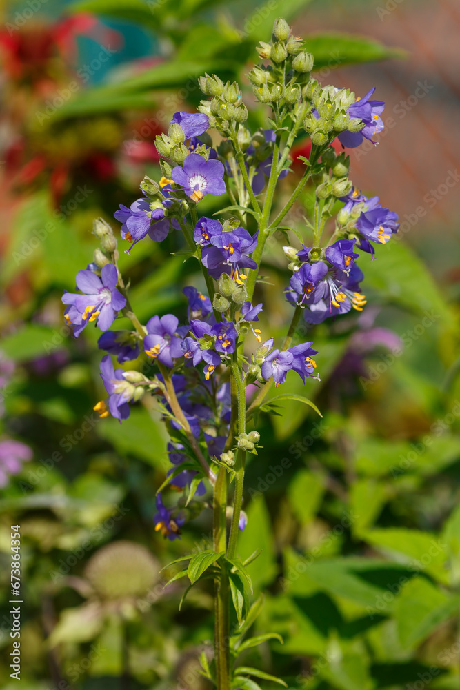 Blue cyanosis , or azure cyanosis ( Latin Polemónium caerúleum ...