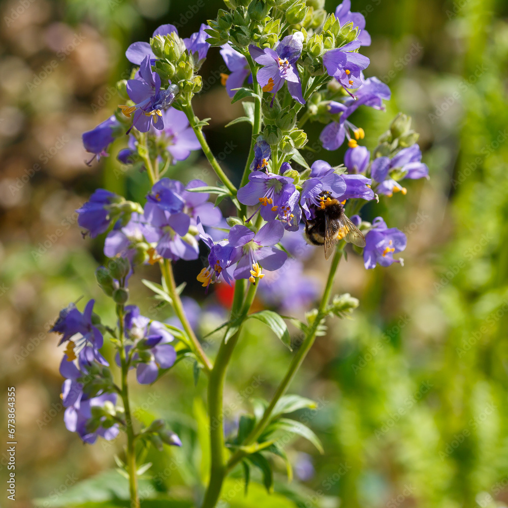 Blue cyanosis , or azure cyanosis ( Latin Polemonium caeruleum ...