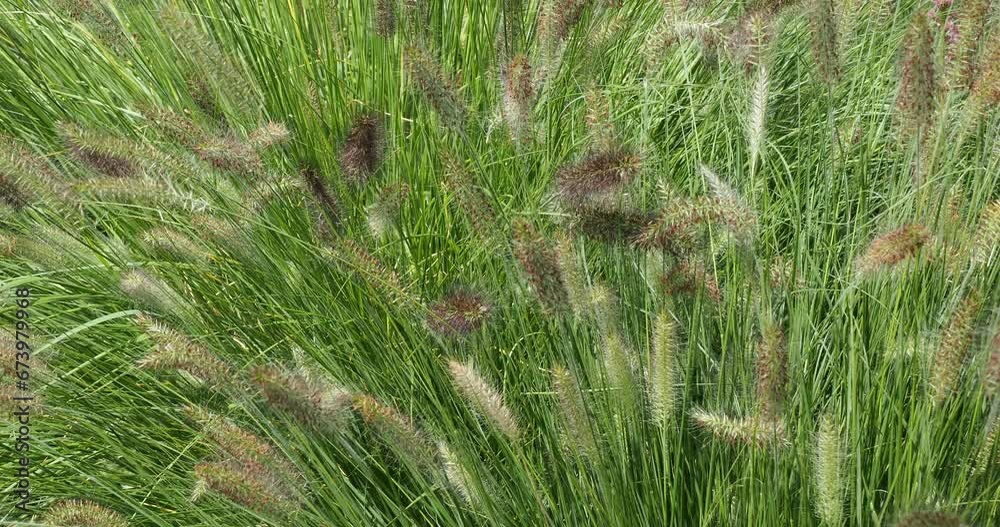Pennisetum alopecuroides | Panicules plumeuses d'herbe aux écouvillons ...