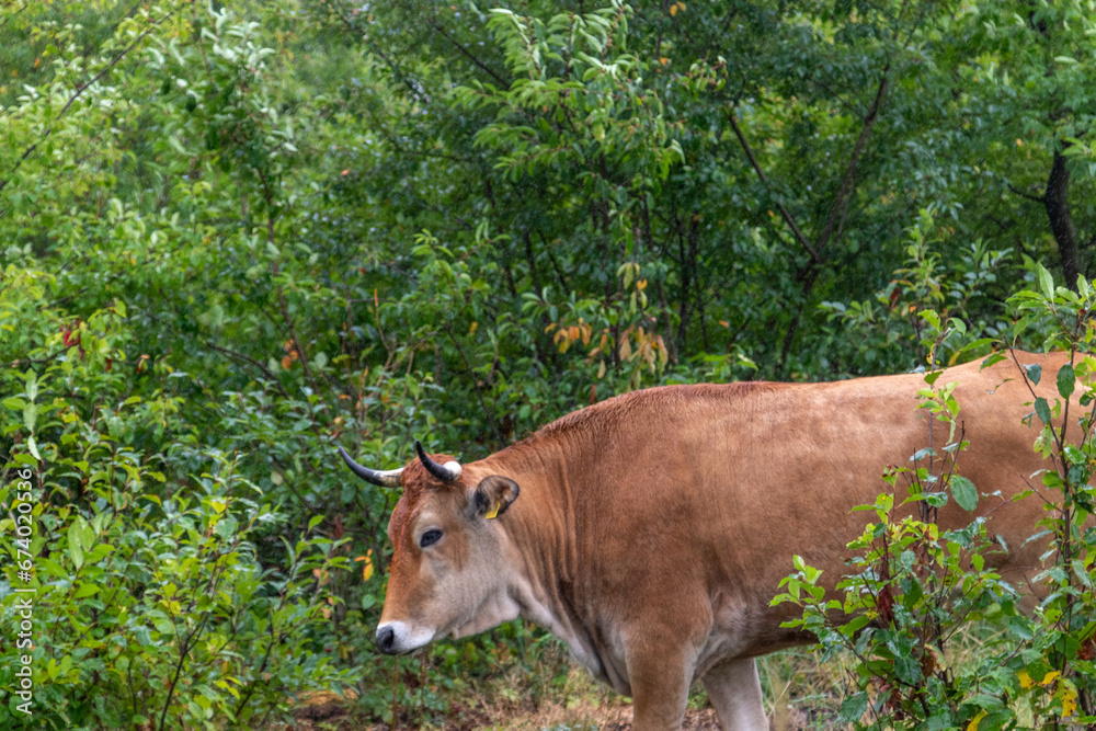 cow in a forest, image shows a brown horned wild cow walking through ...