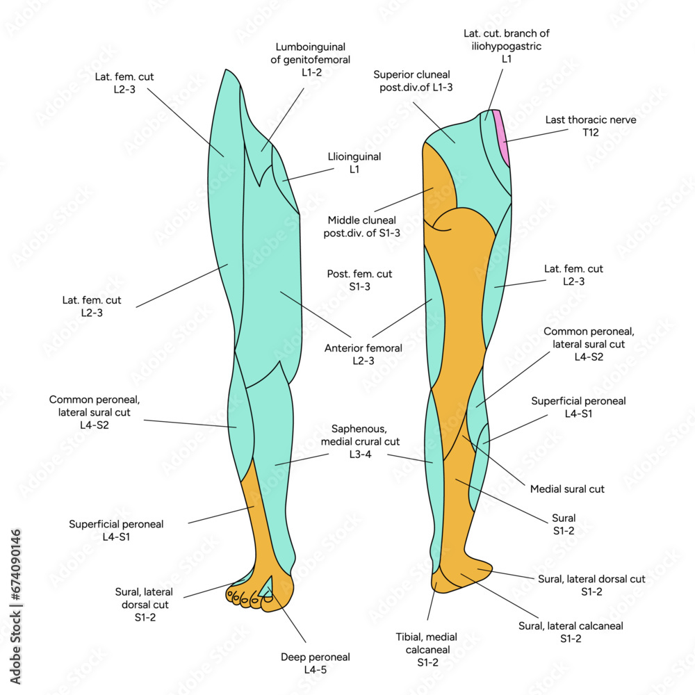 Location of the dermatomes Stock Vector | Adobe Stock
