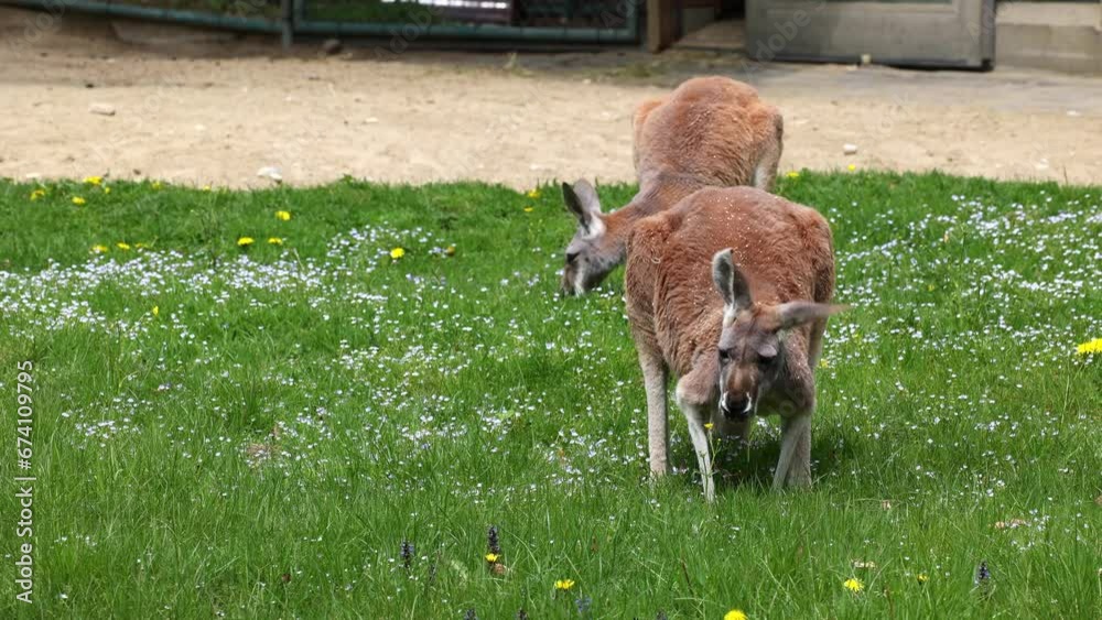 The red kangaroo, Macropus rufus is the largest of all kangaroos, the ...