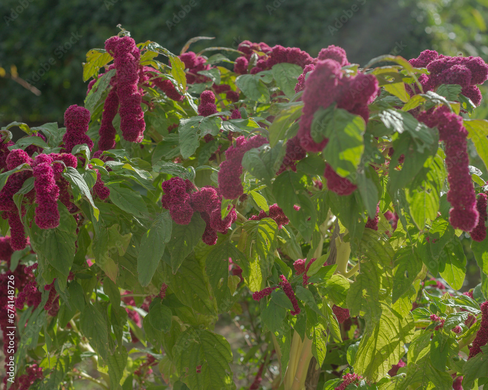 Amaranthus caudatus annual flowering plant, it goes by common names ...