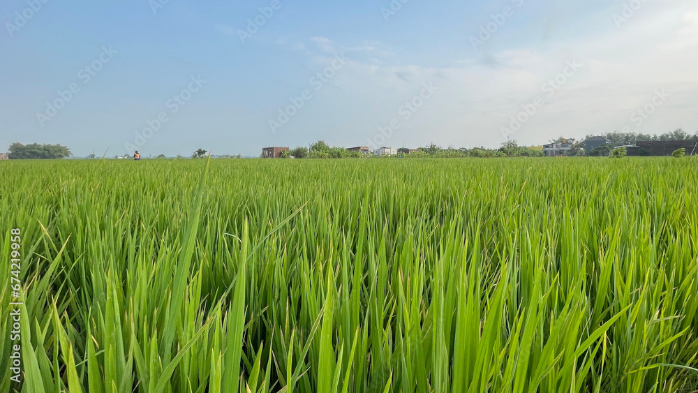 Beautiful green rice fields in spring morning. Rice began to grow well ...