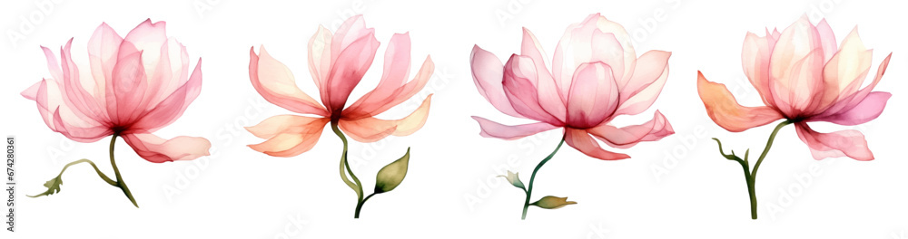 Watercolor drawing. Set transparent flower colors pink. isolated on ...
