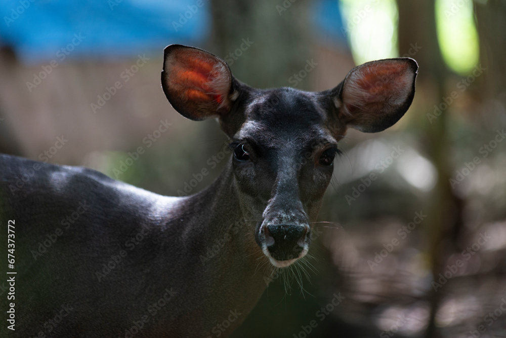 Siervo en la selva, reserva de venado en yucatán méxico. venado mirando ...