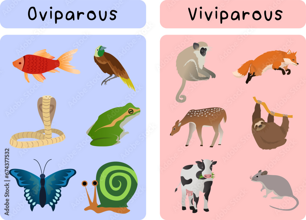 Oviparous And Viviparous Animals Cards Chart By Dolphin communication ...