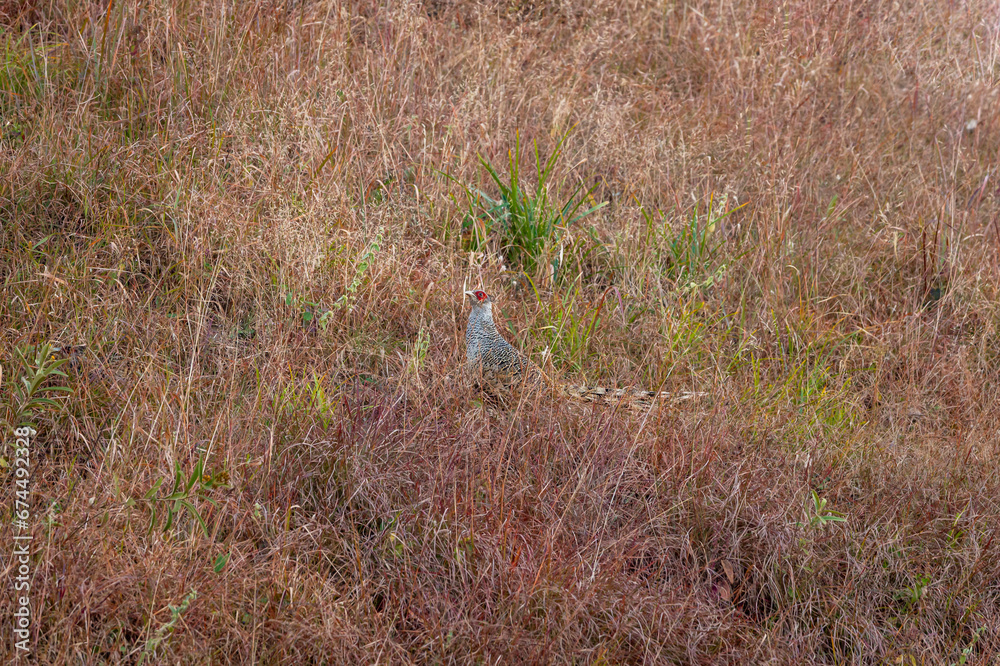 cheer pheasant or Catreus wallichii or Wallichs pheasant bird in winter ...
