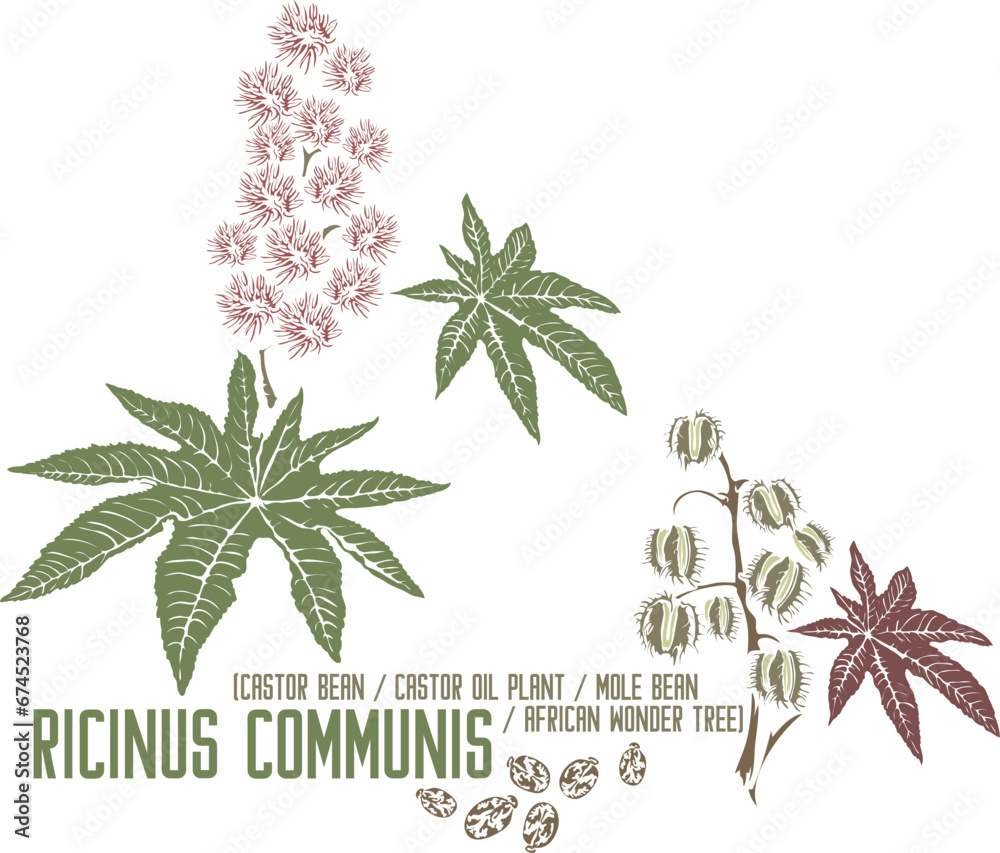 African Wonder Tree, Castor Bean, Castor Oil Plant in color vector ...