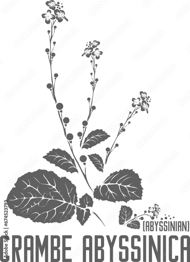 Abyssinian seeds vector silhouette. Medicinal Crambe abyssinica plant ...