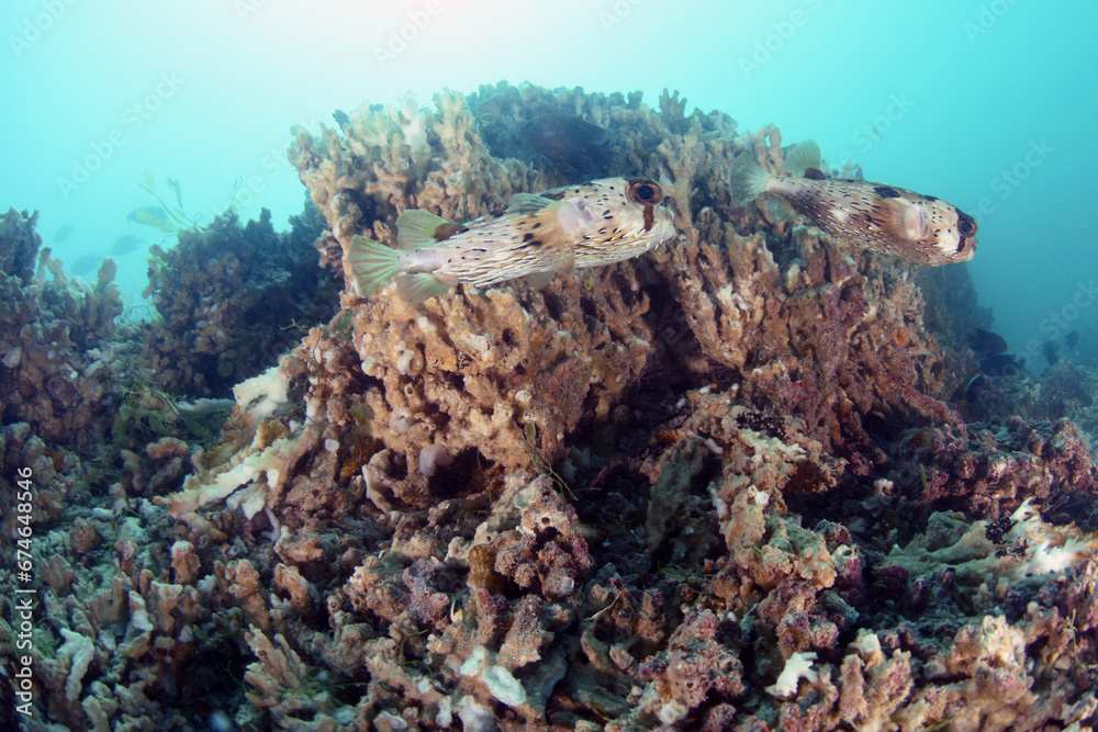 corals destroyed by hurricane dead coral reef. Global warming, CO2 ...
