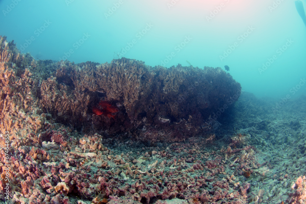 corals destroyed by hurricane dead coral reef. Global warming, CO2 ...