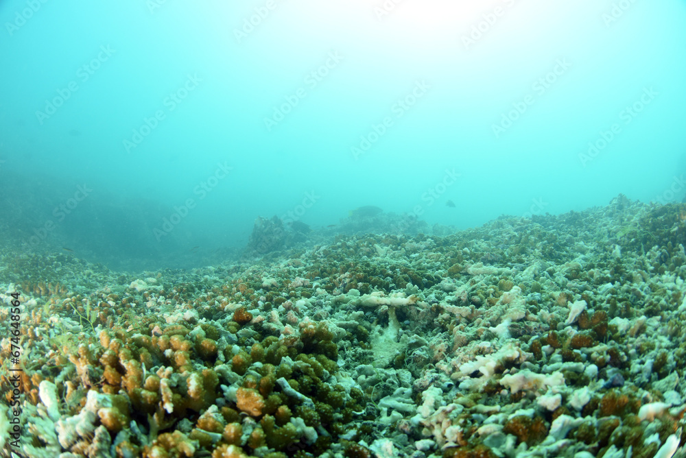 corals destroyed by hurricane dead coral reef. Global warming, CO2 ...