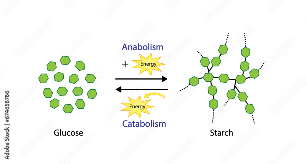 Anabolism, a process of building up complex macromolecules. Catabolism ...