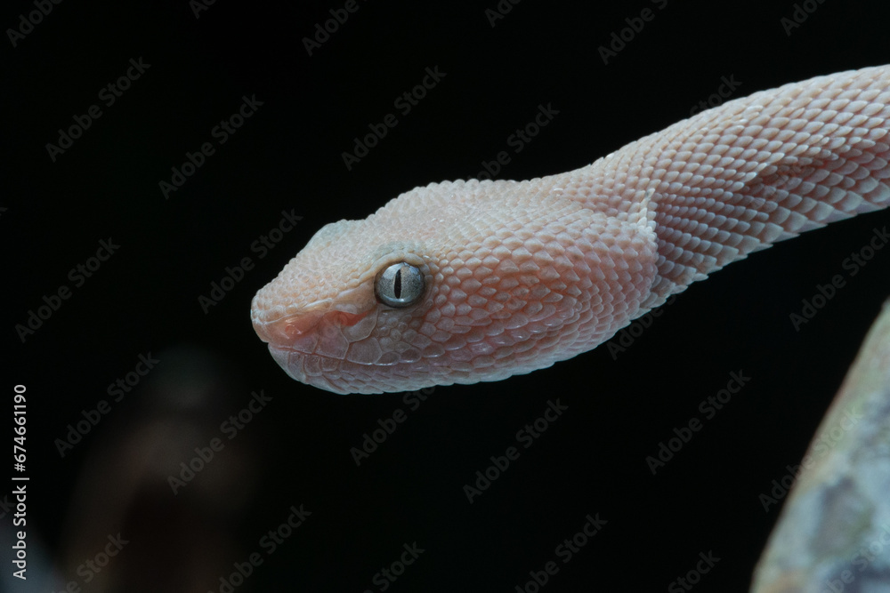 facial close up of pinkish white mangrove pit viper snake, trimeresurus ...