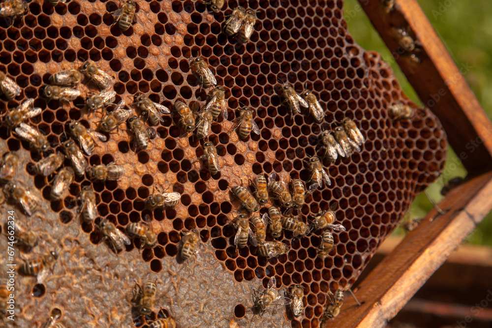 Working bees in a hive on honeycomb. Bees inside hive with sealed and ...
