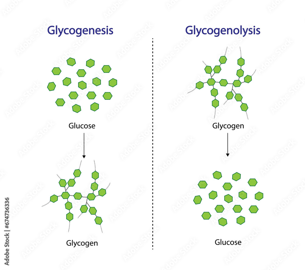 Glycogenesis Glycolysis Glycogenolysis Carbohydrates Digestion Glycogen And Glucose Sugar