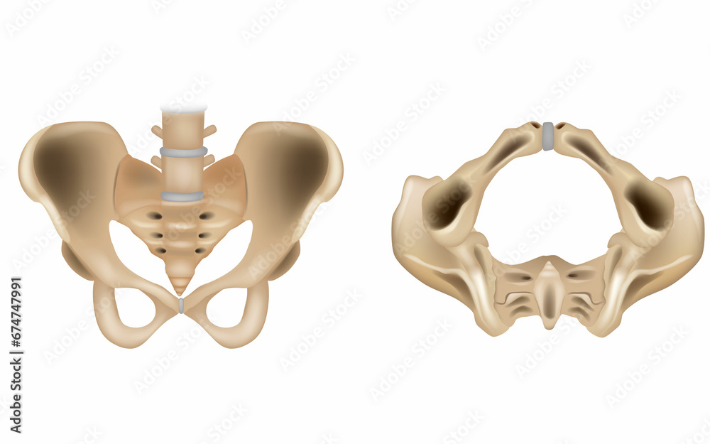The Pelvic Girdle and Pelvic Outlet. Pelvis anatomical skeleton ...