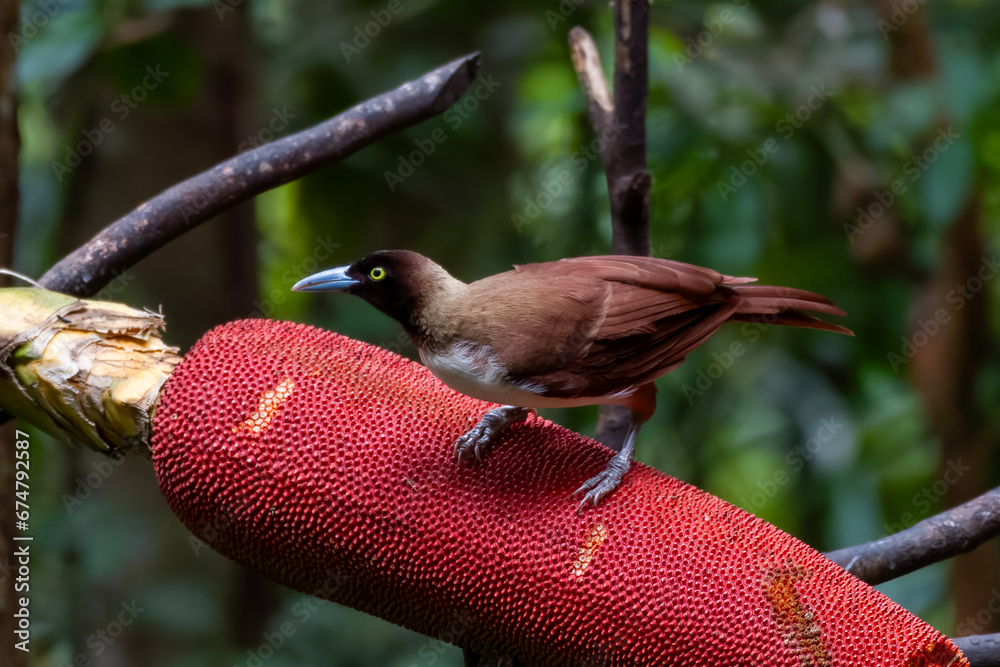 Female Lesser Bird-of-Paradise, also called Paradisaea minor, feeding ...