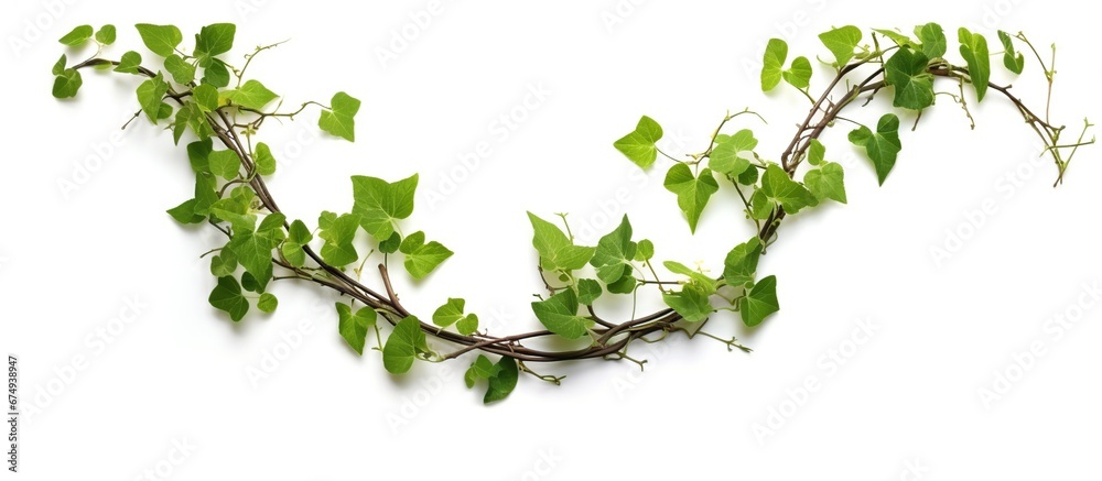circular vine at the roots. Bush grape or three-leaved wild vine ...