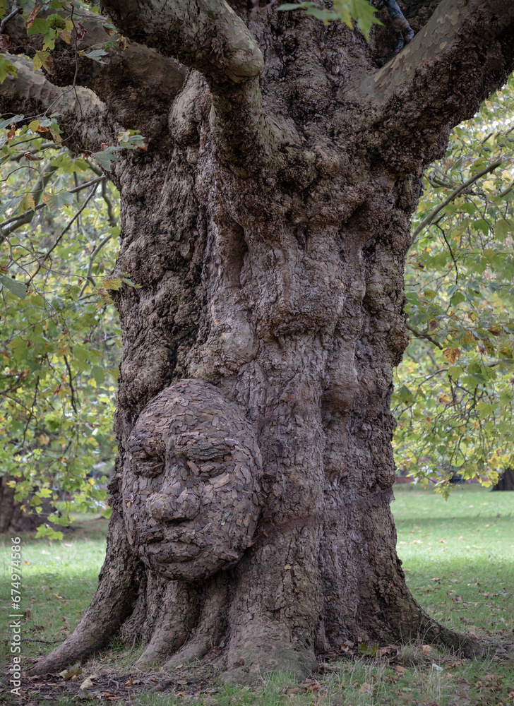 The giant grandfather tree at Acton public park. The tree looks like ...