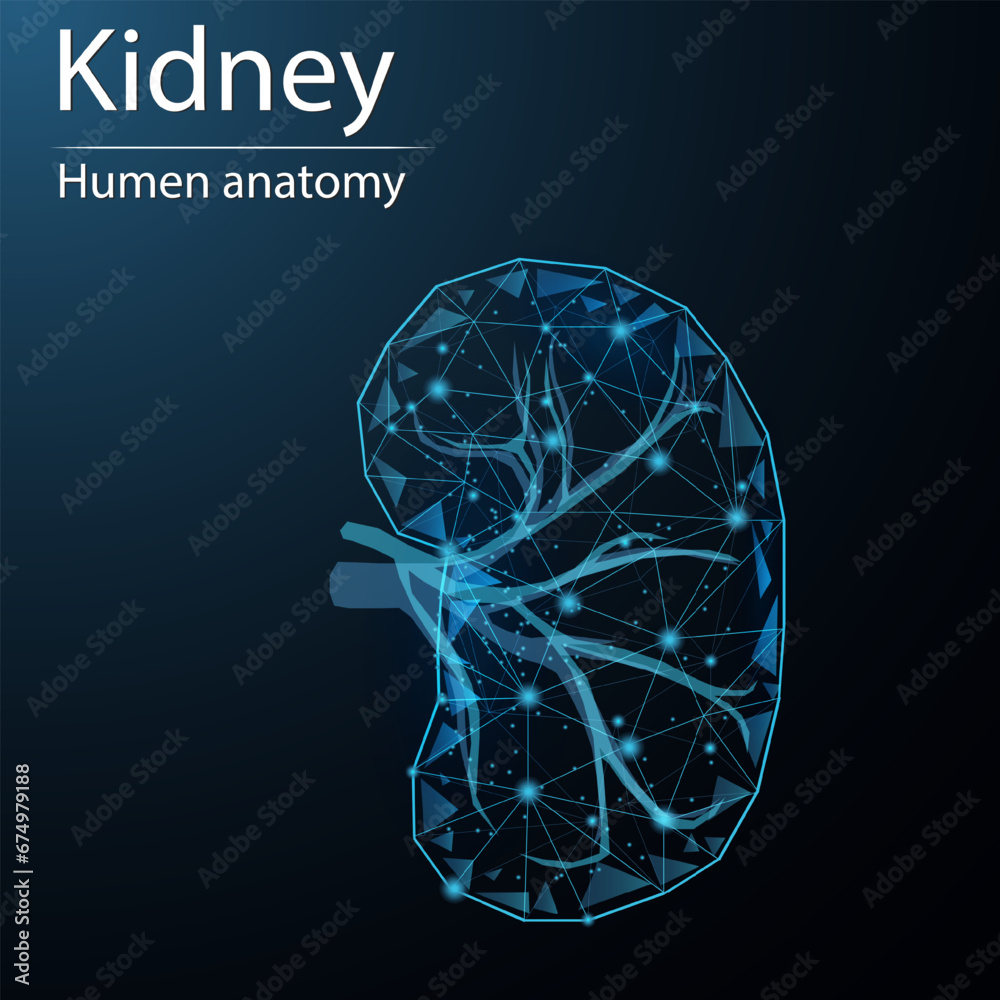 Human kidney anatomy organ translucent low poly triangle futuristic ...