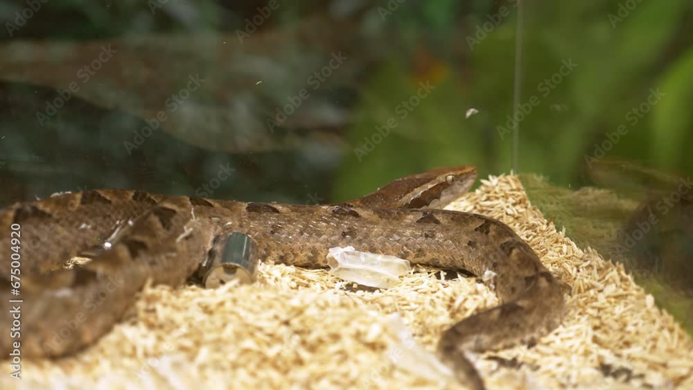 Brown snake with triangles on its back slithering on a shredded ...