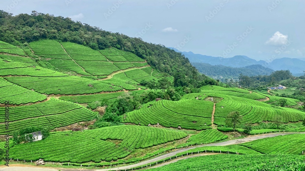 Poster Aerial view of lush tea gardens in Munnar, Kerala, India – Wall ...