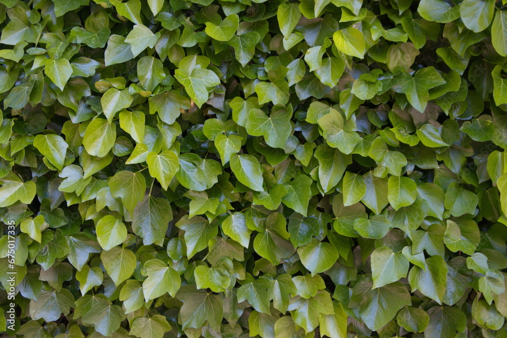 Hedera, ivy plant with triangle leaves, green wall background Stock ...